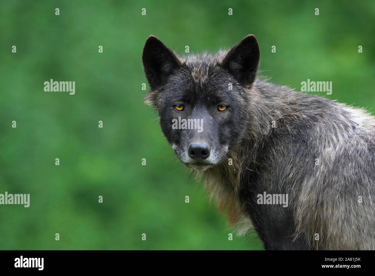 Timber Wolf (Canis lupus lycaon), animal portrait, Bavarian Forest ...