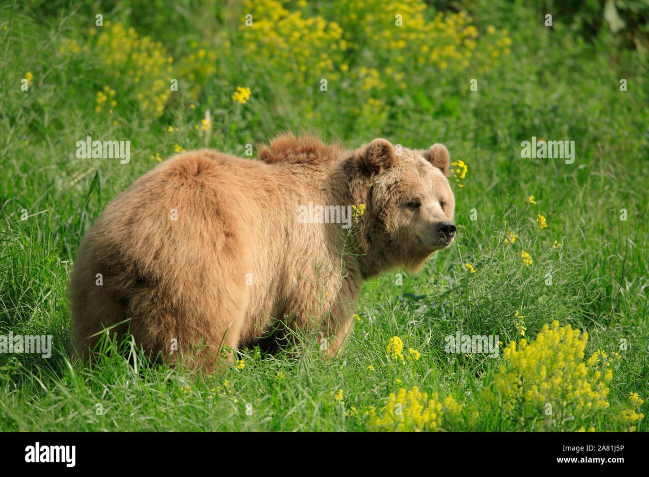 Brown bear (Ursus arctos), captive, Bavarian Forest National Park ...