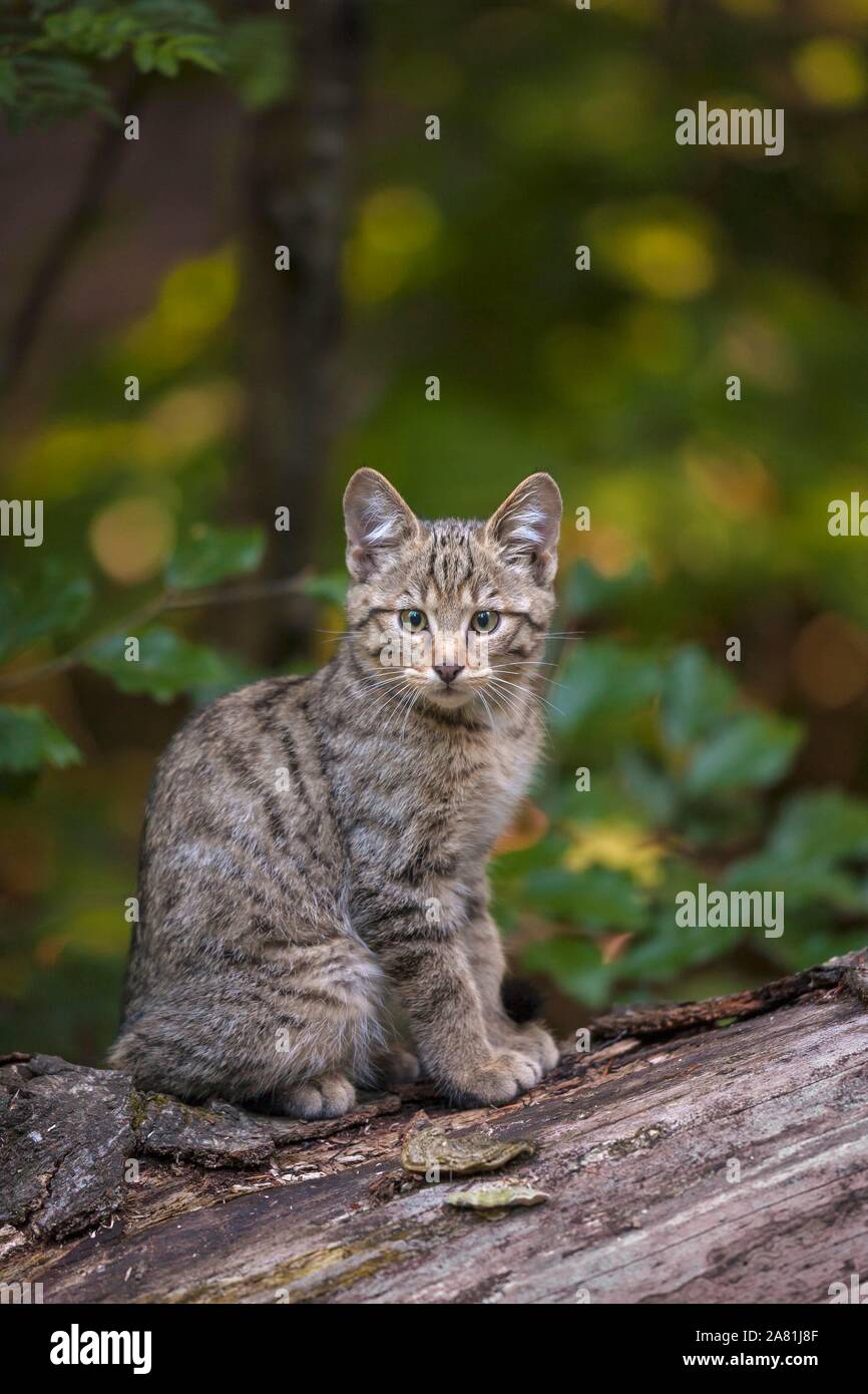 European Wildcat (Felis silvestris), young animal sitting on tree trunk ...