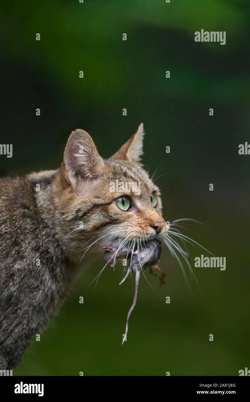 European Wildcat (Felis silvestris) with captured rat, Bavarian Forest ...