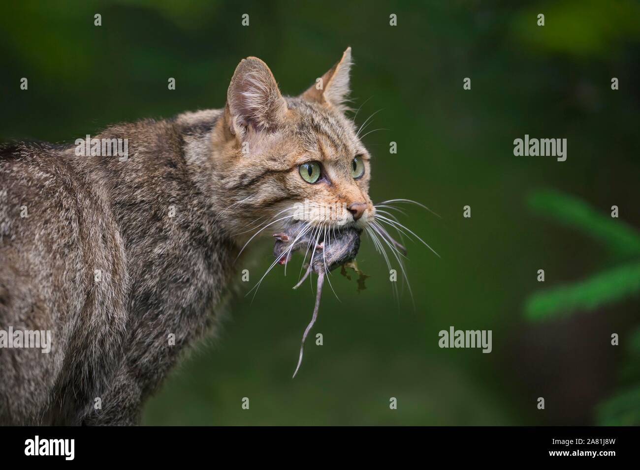 European Wildcat (Felis silvestris), with captured rat, Bavarian Forest ...