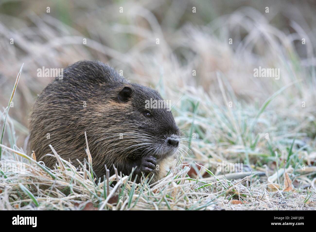 Nutria (Myocastor coypus), in winter on frozen grass, Bavaria, Germany ...