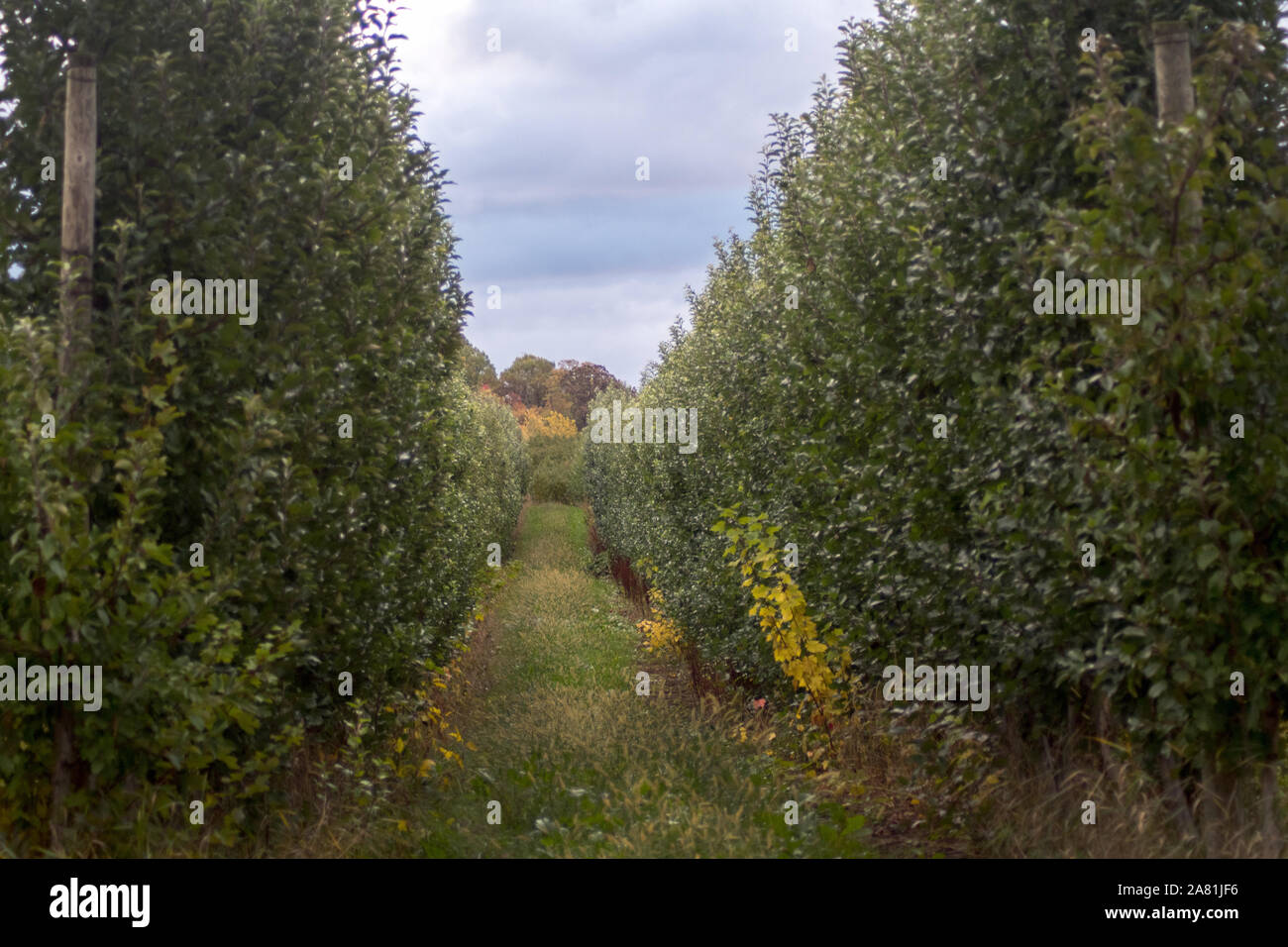 An orchard thick with apple trees grow in on a beautiful farm in ...
