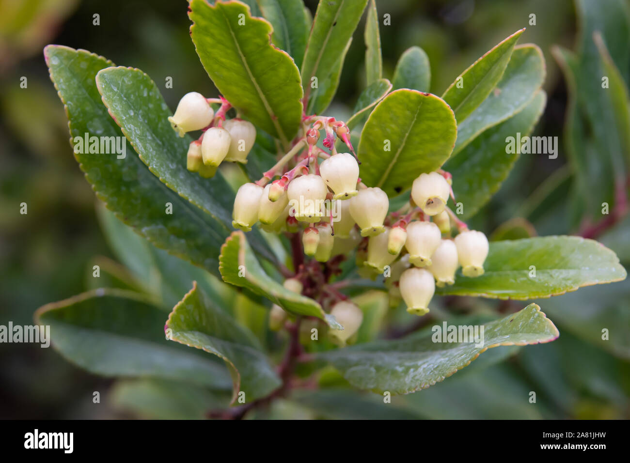 Strawberry tree arbutus unedo bloom hi-res stock photography and images ...