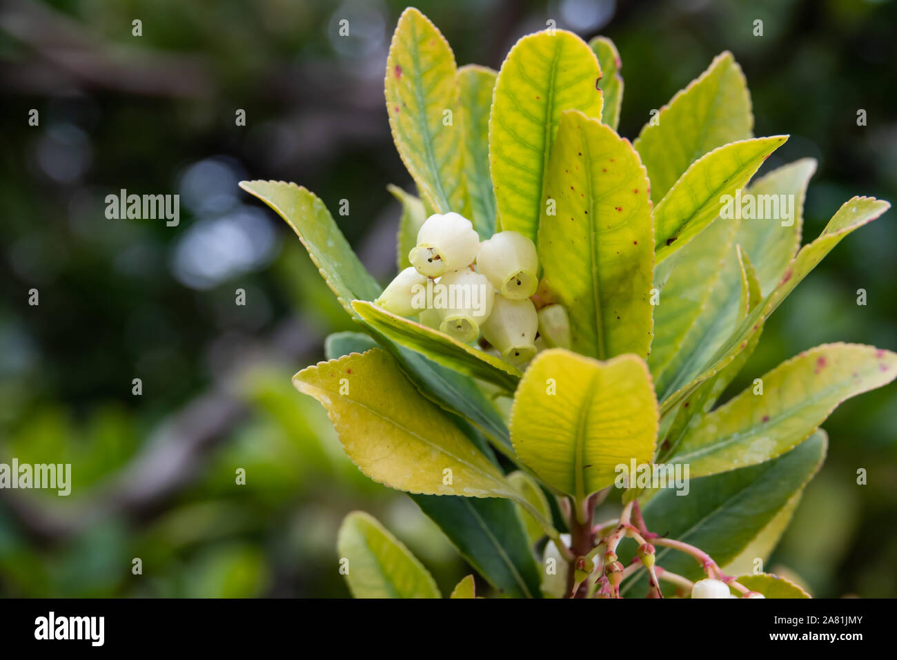 Strawberry Tree Flowers in Bloom Stock Photo - Alamy
