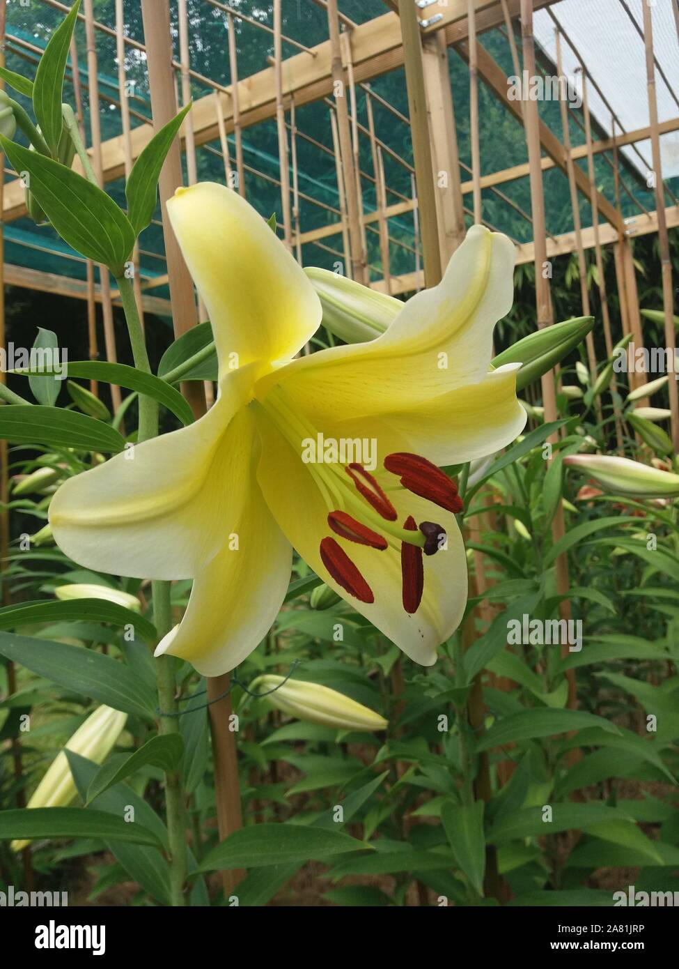 Lilium serano lily hi-res stock photography and images - Alamy
