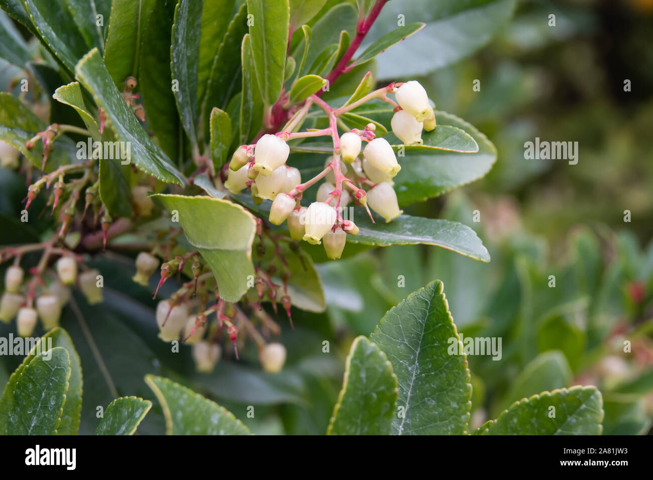 Strawberry Tree Flowers in Bloom Stock Photo - Alamy
