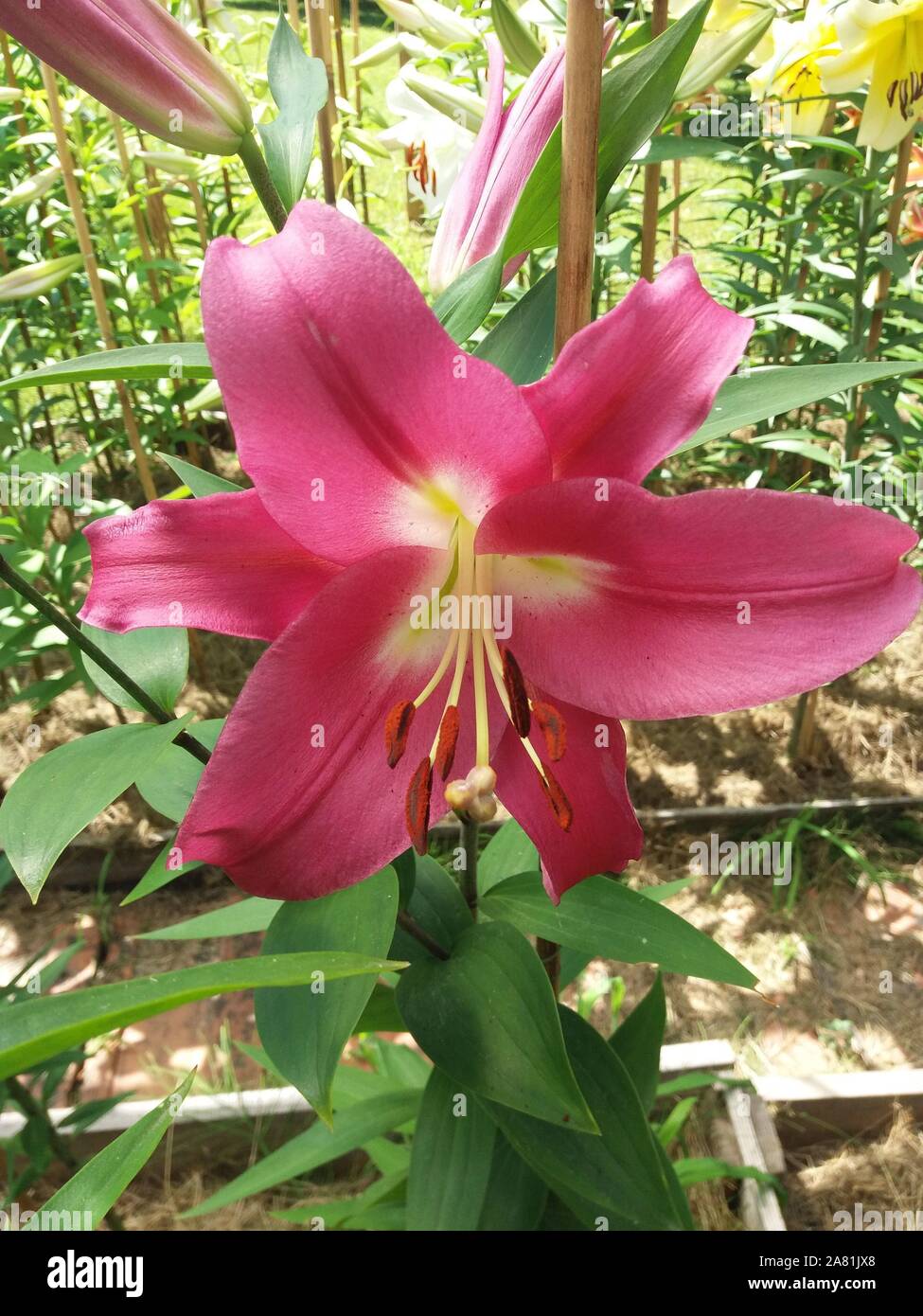 Robina lilium hi-res stock photography and images - Alamy