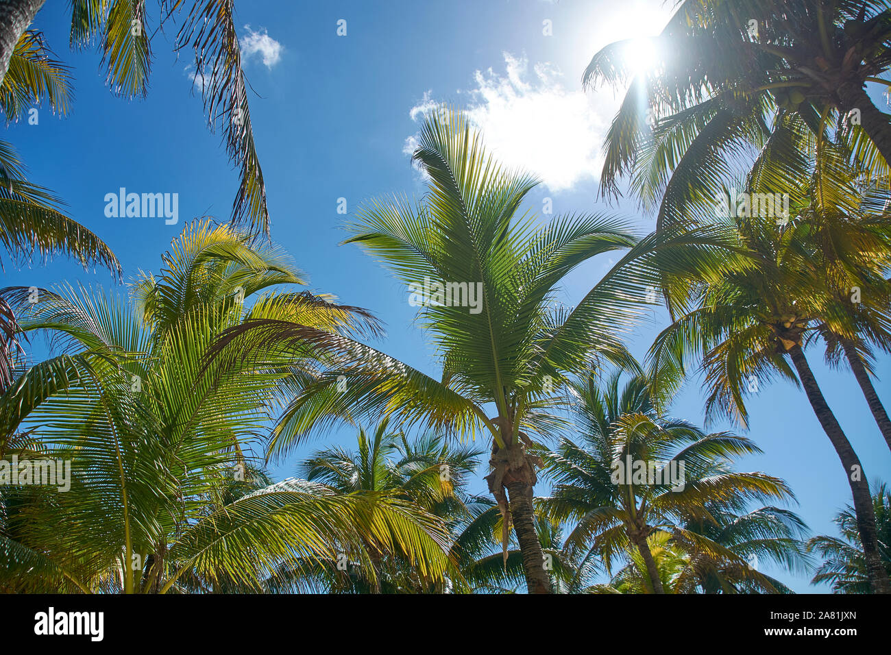 Palms & Sky Stock Photo - Alamy
