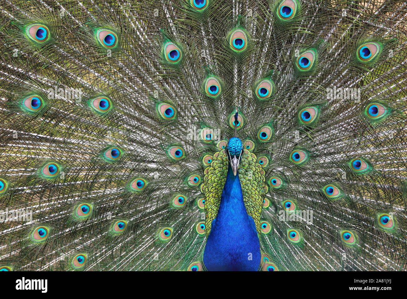 Darwin peacock hi-res stock photography and images - Alamy