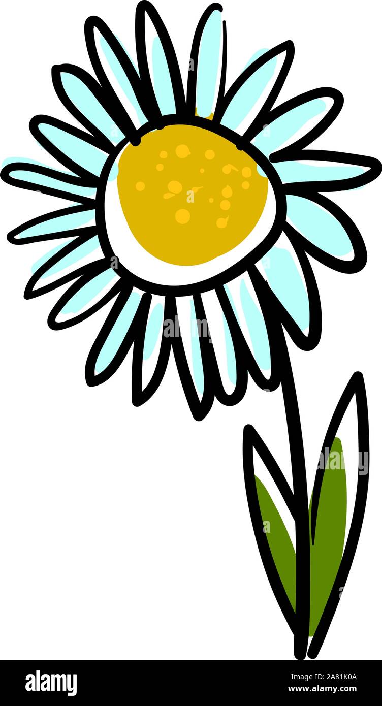 Daisy drawing, illustration, vector on white background Stock Vector ...