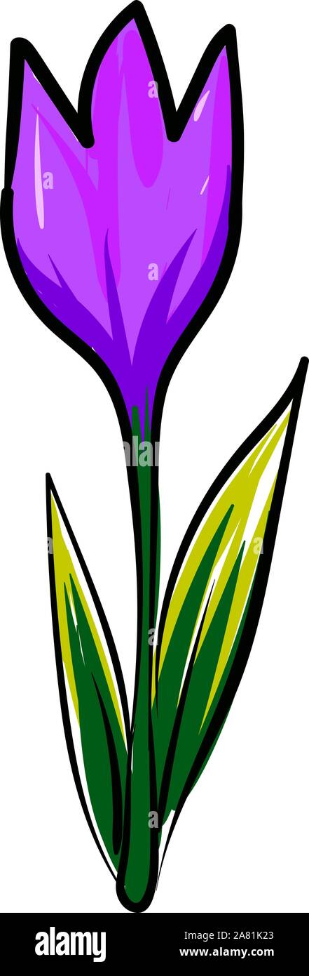 Crocus flower, illustration, vector on white background Stock Vector ...