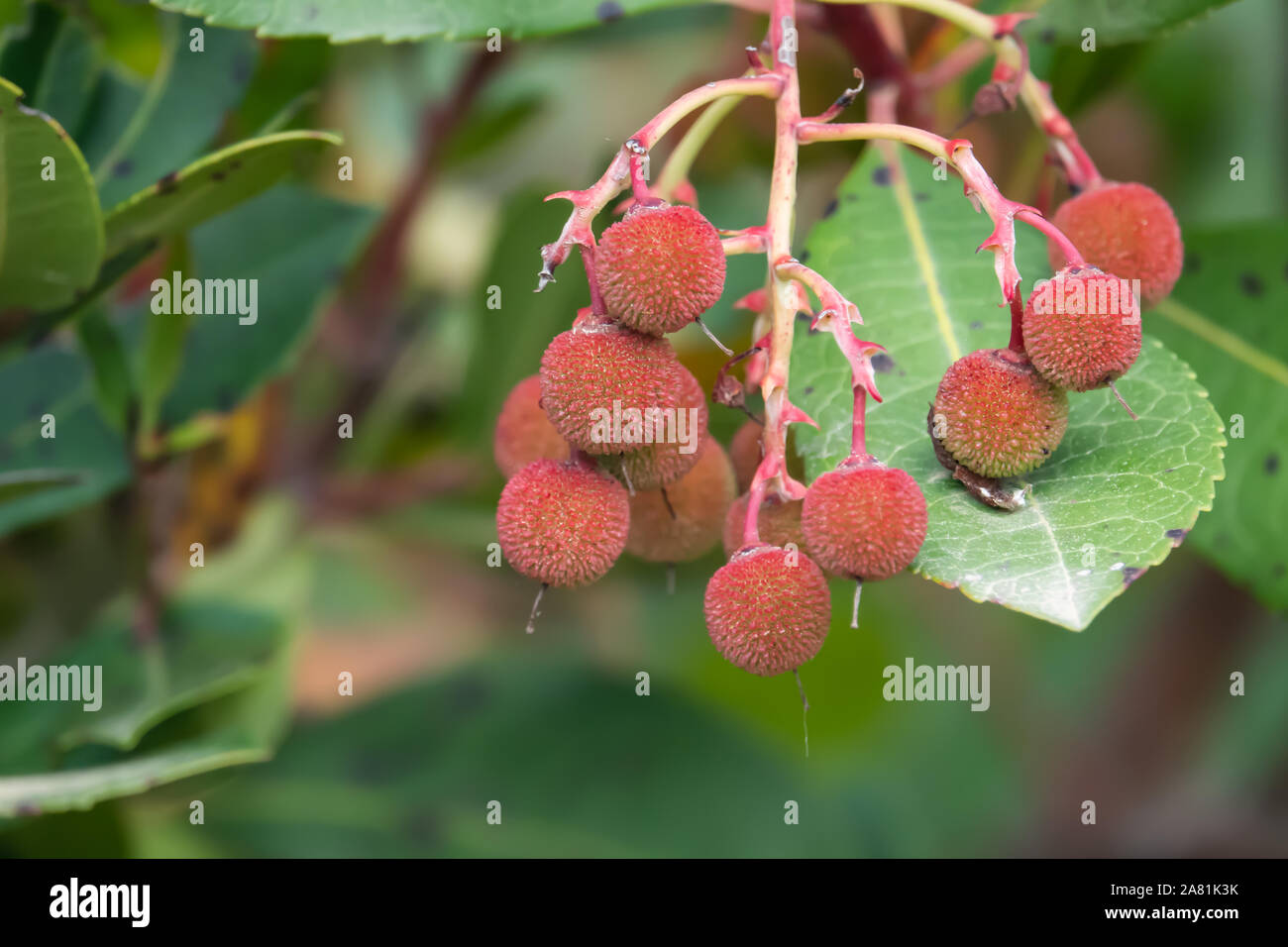 Strawberry Tree Fruits in Springtime Stock Photo - Alamy