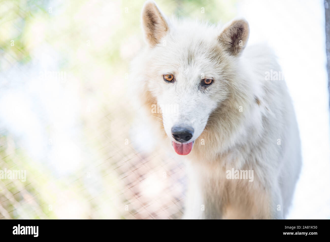 Beautiful White Wolf Pictures With Blue Eyes