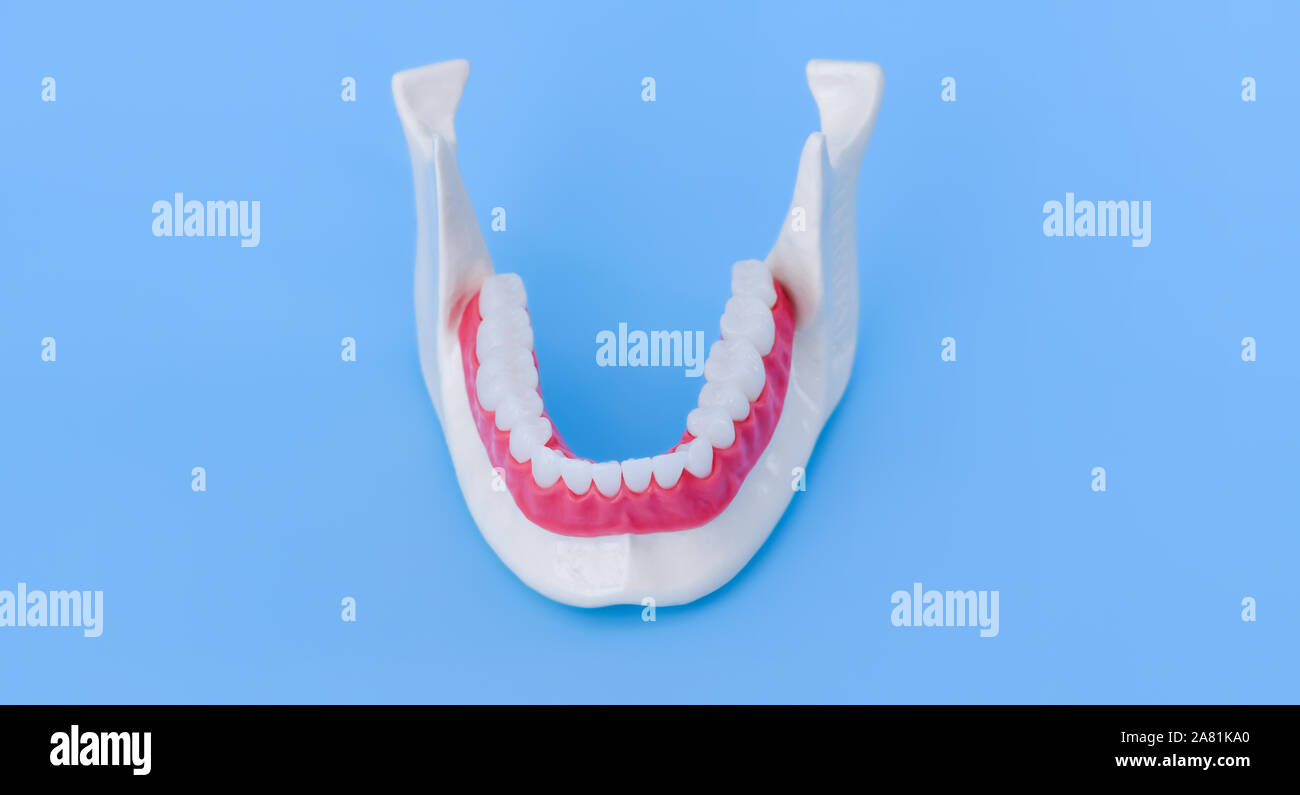 Lower human jaw with teeth and gums anatomy model medical illustration ...