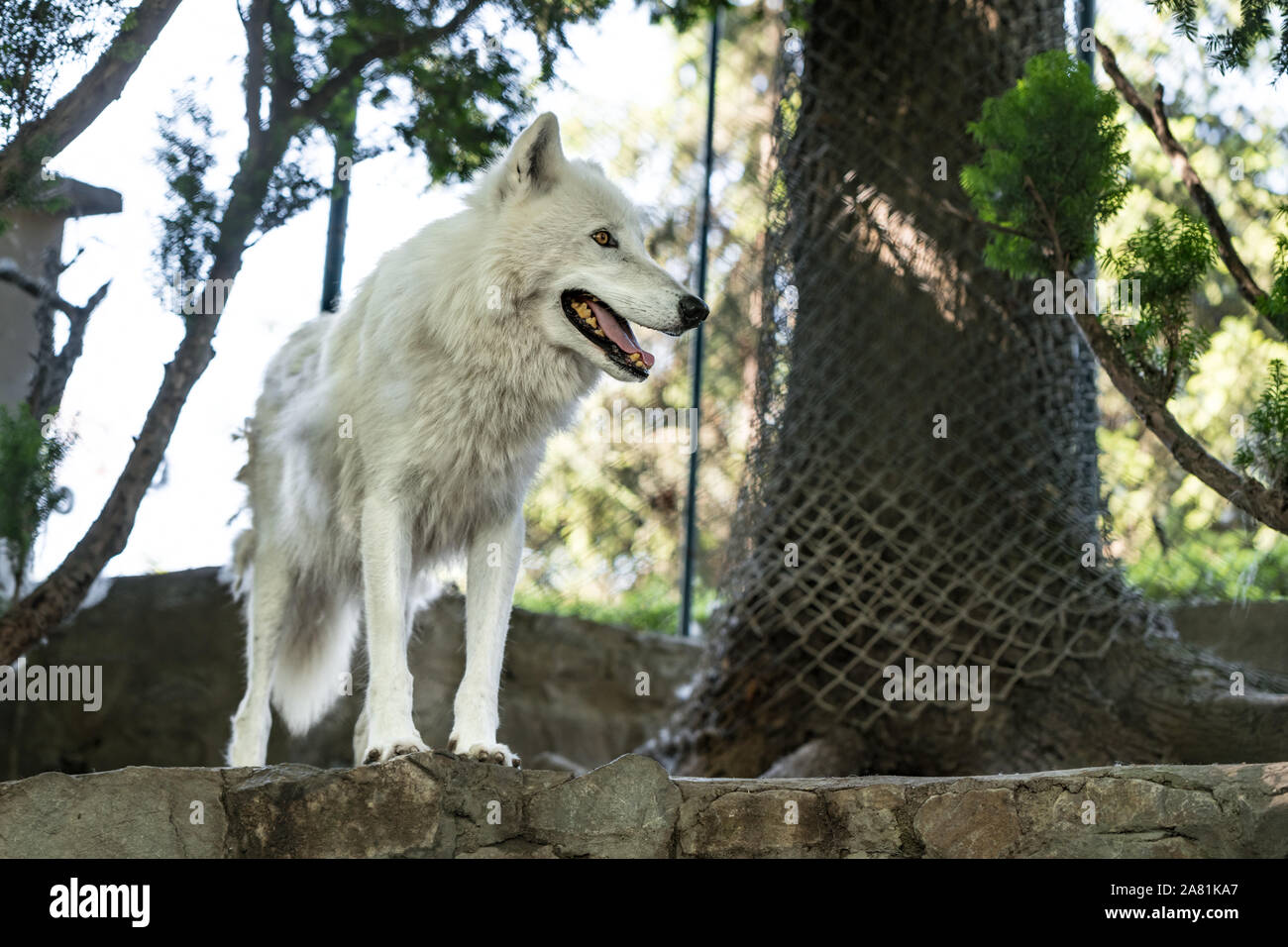 Beautiful Brown Wolf