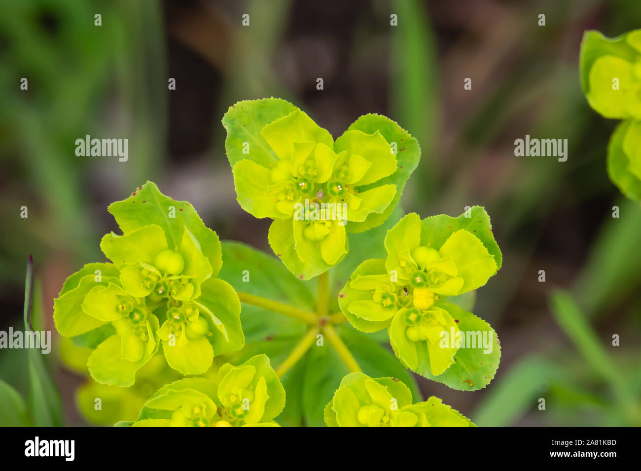 Blossom of sun spurge euphorbia helioscopia hi-res stock photography ...