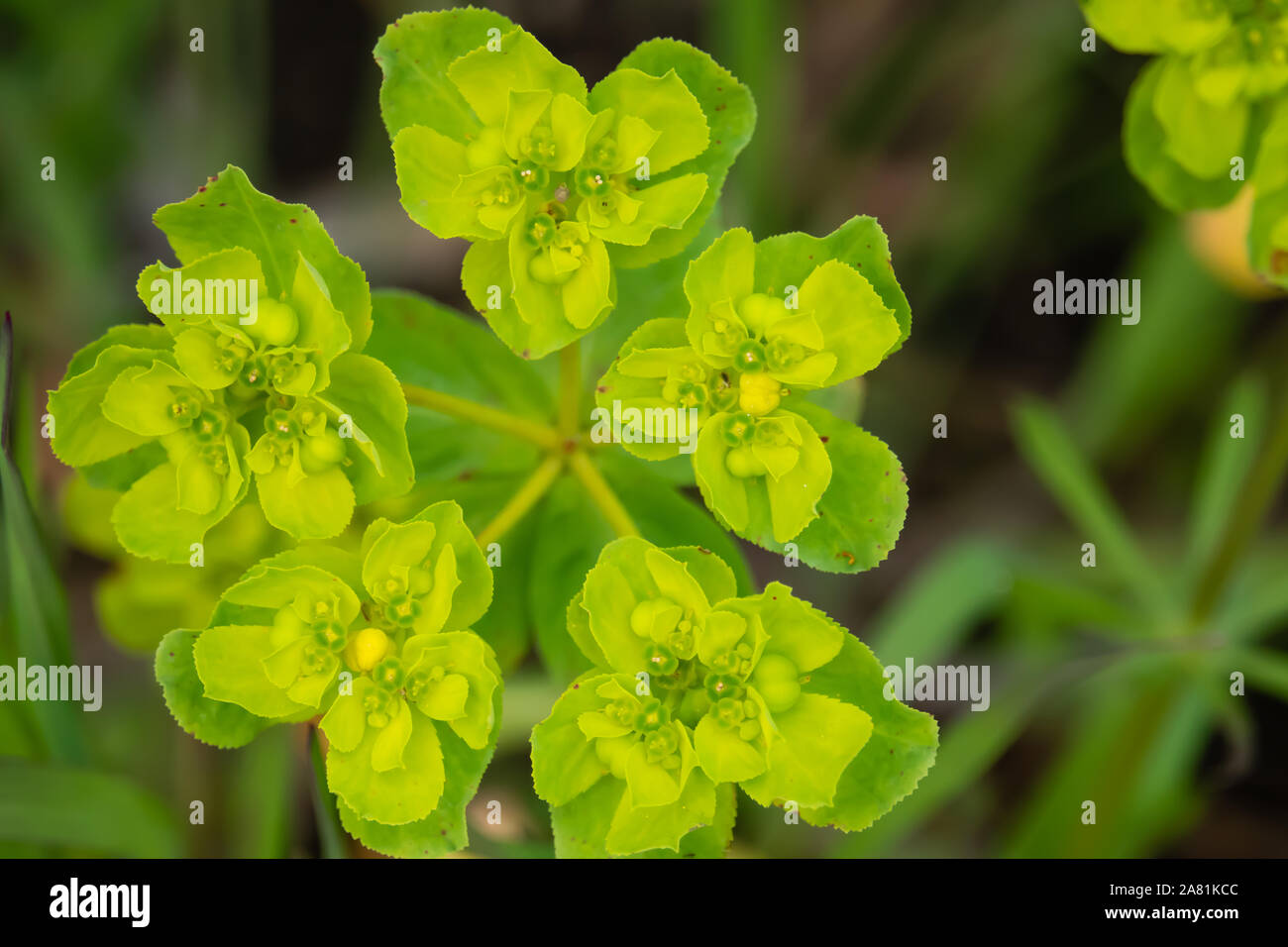Blossom of sun spurge euphorbia helioscopia hi-res stock photography ...