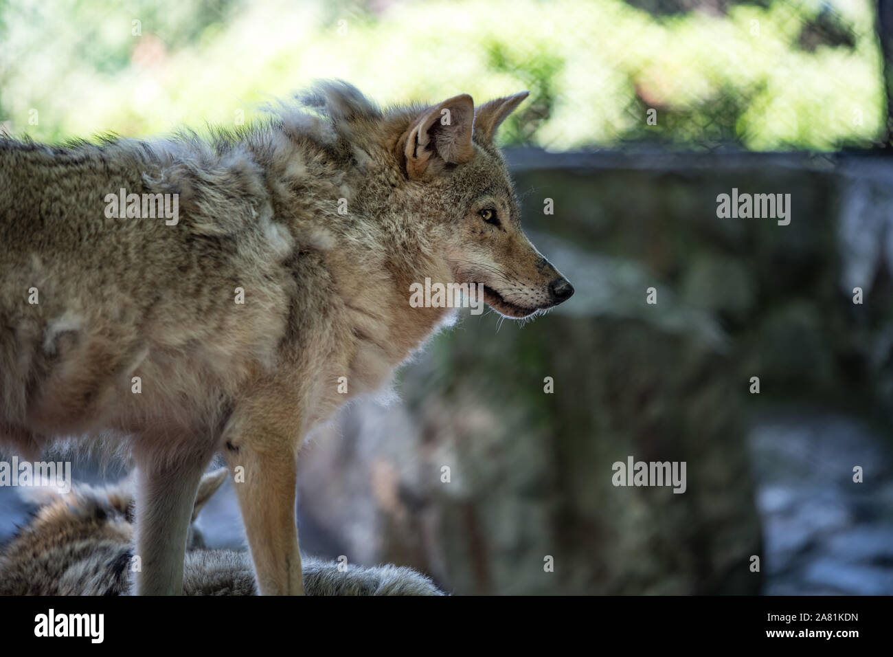 Gray wolf, beautiful and strong animal, with sad brown eyes. and bih ...