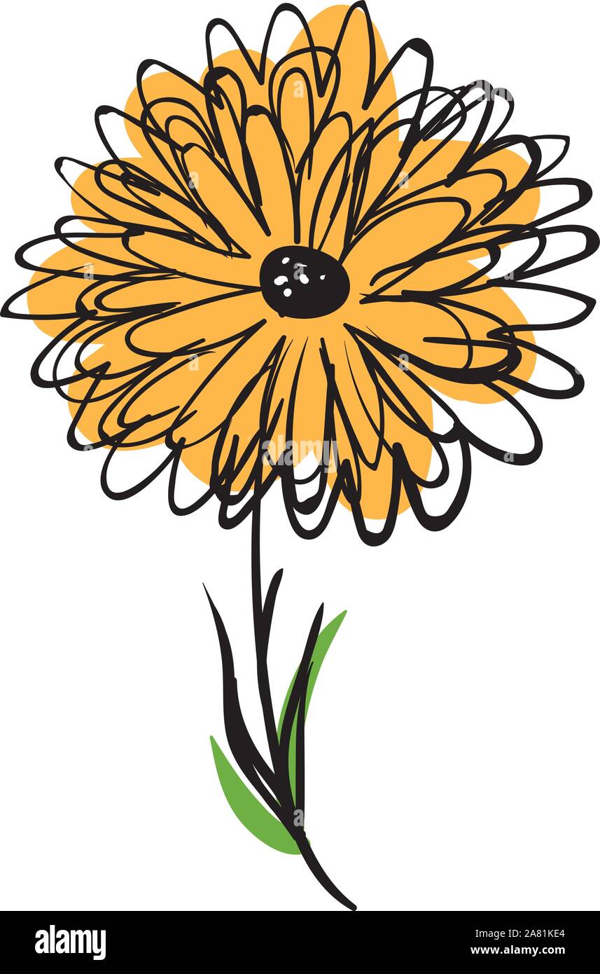 Marigold drawing, illustration, vector on white background Stock Vector ...