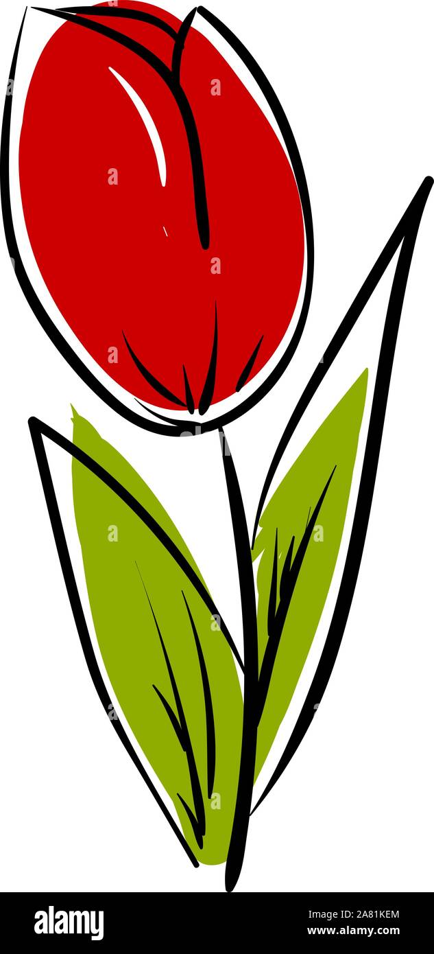 Tulip drawing, illustration, vector on white background Stock Vector ...