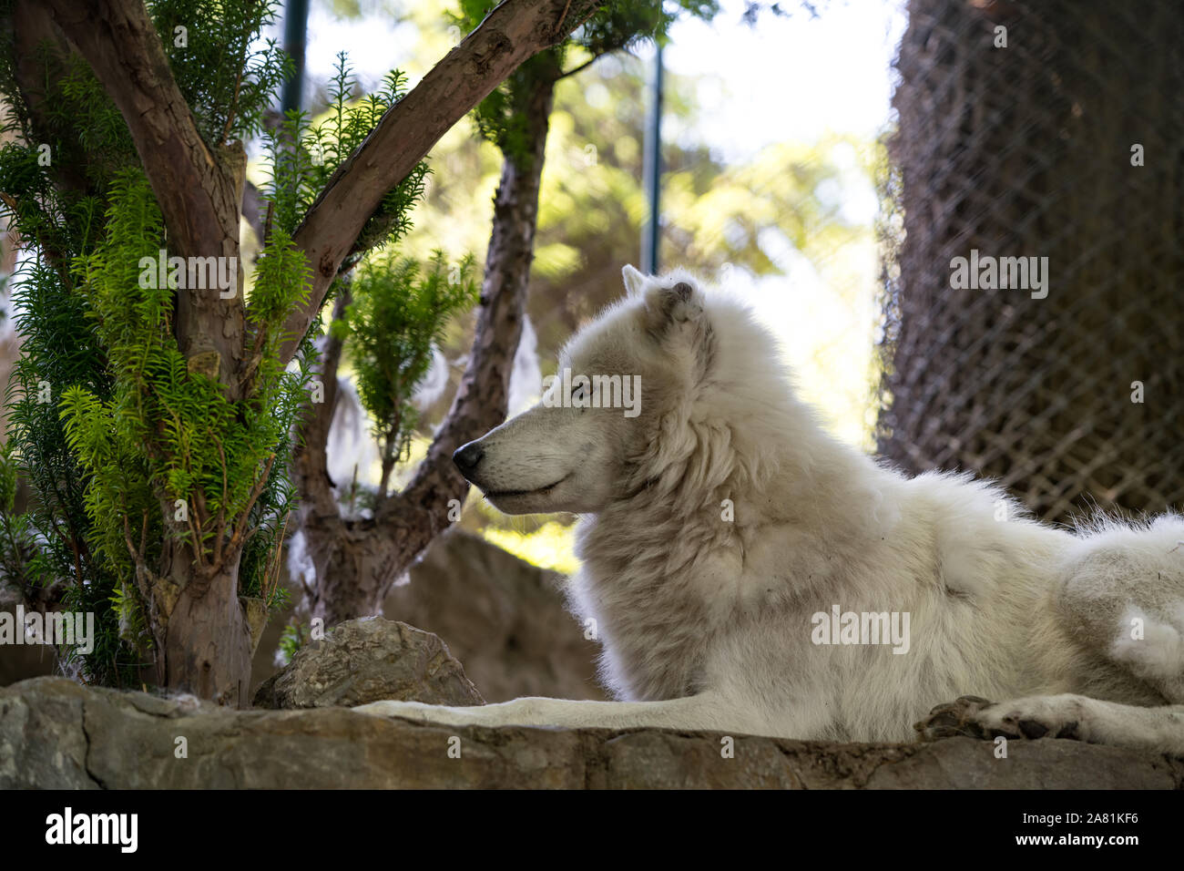 White wolf, beautiful and strong animal, with sad brown eyes. High-key ...