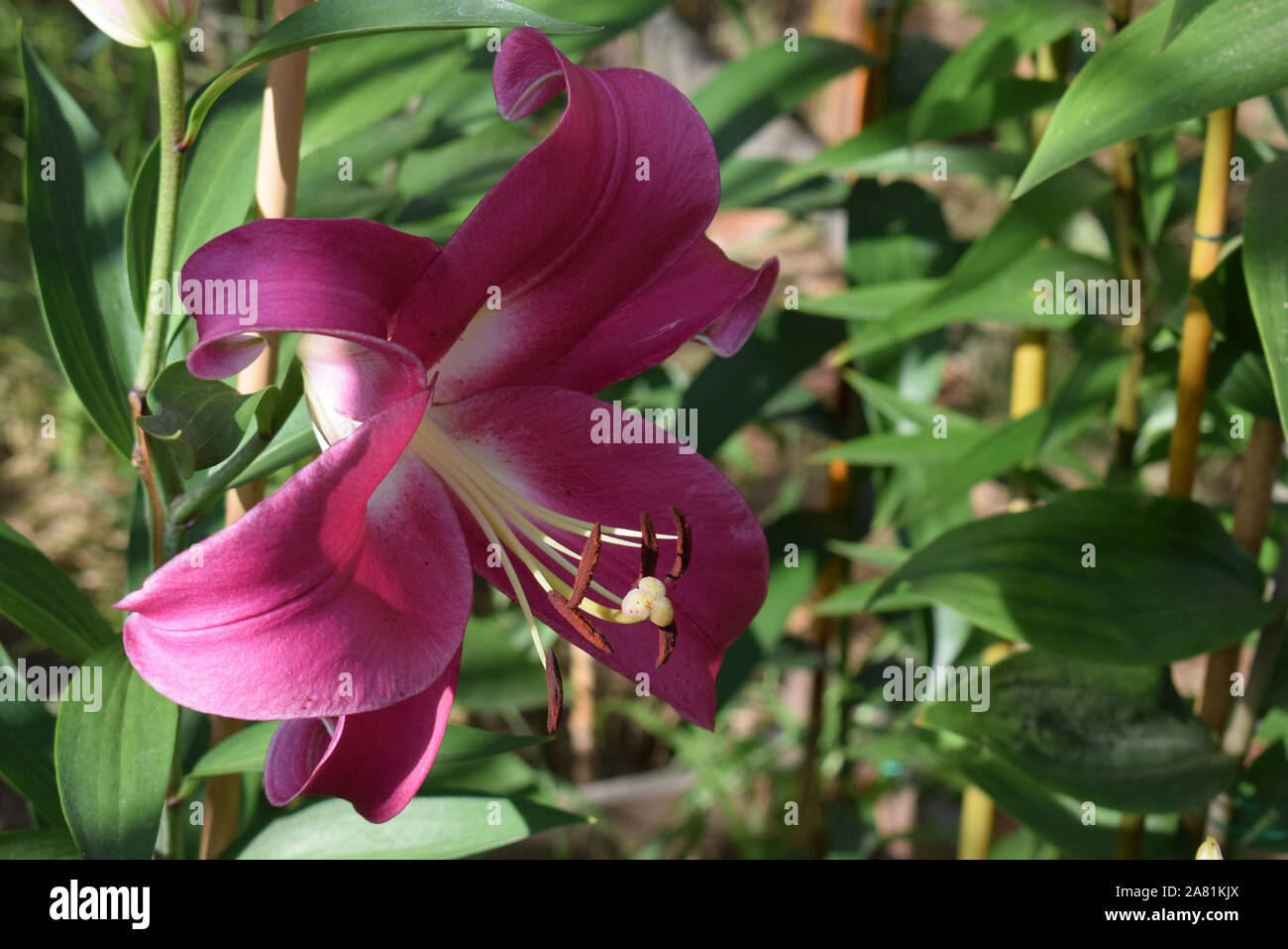 Robina lily hi-res stock photography and images - Alamy