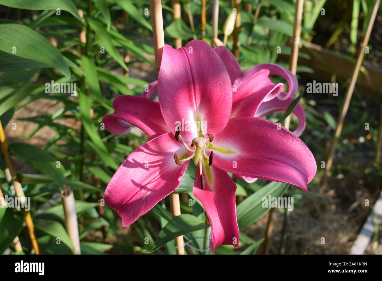 Robina lilium hi-res stock photography and images - Alamy