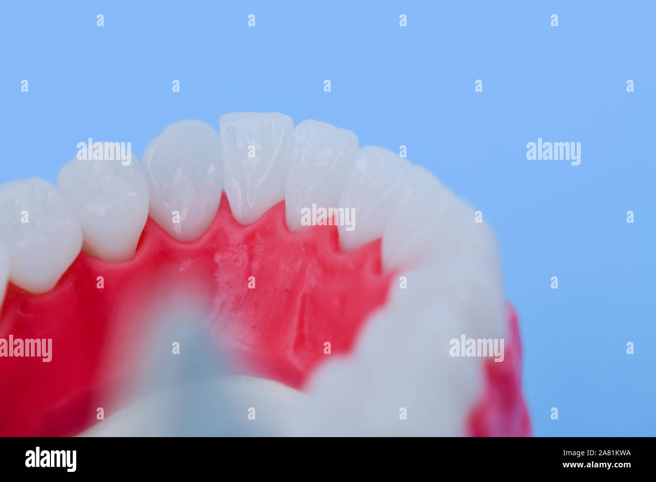 Lower human jaw with teeth and gums anatomy model medical illustration ...