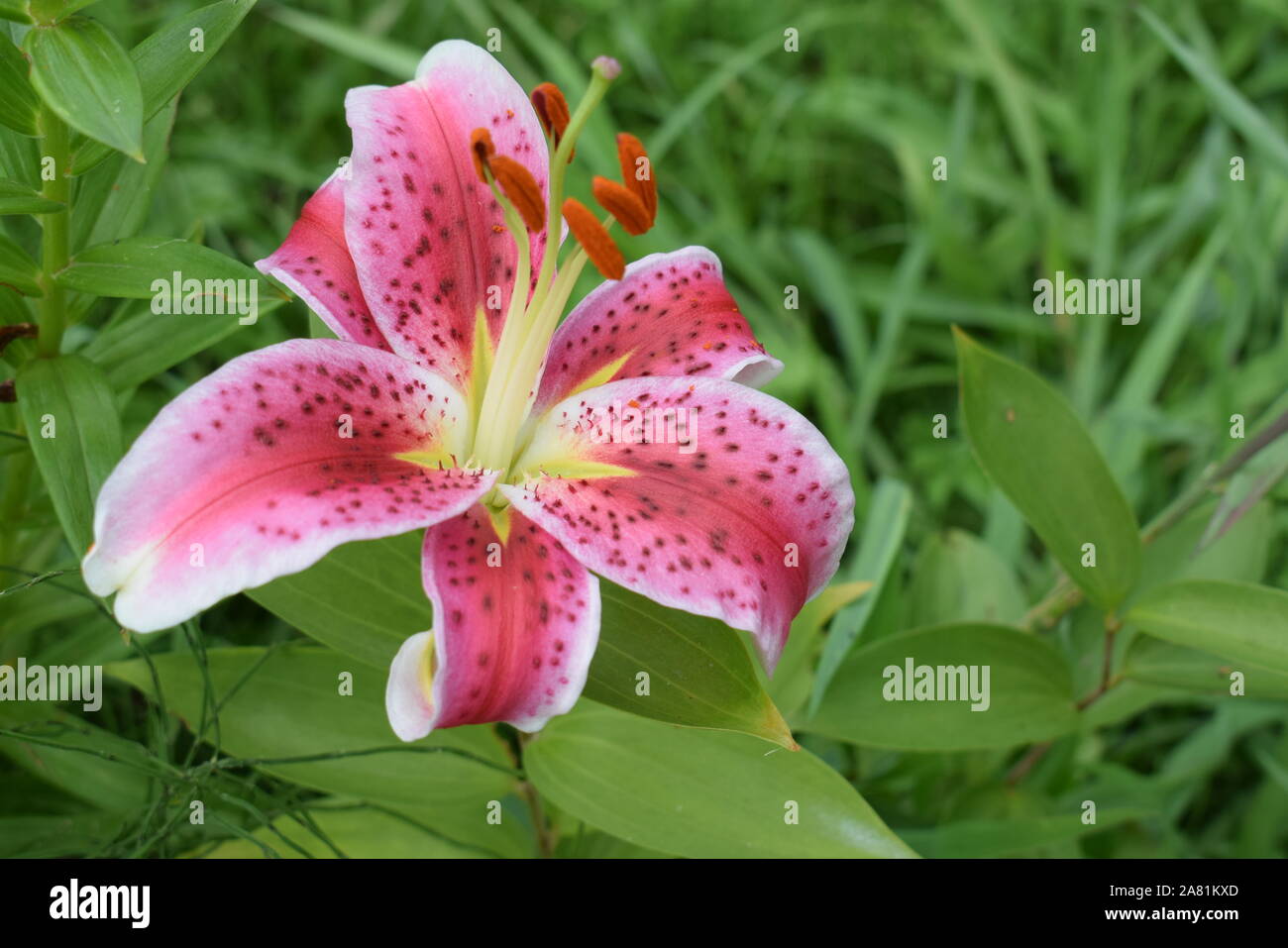 Speckled flower hi-res stock photography and images - Alamy