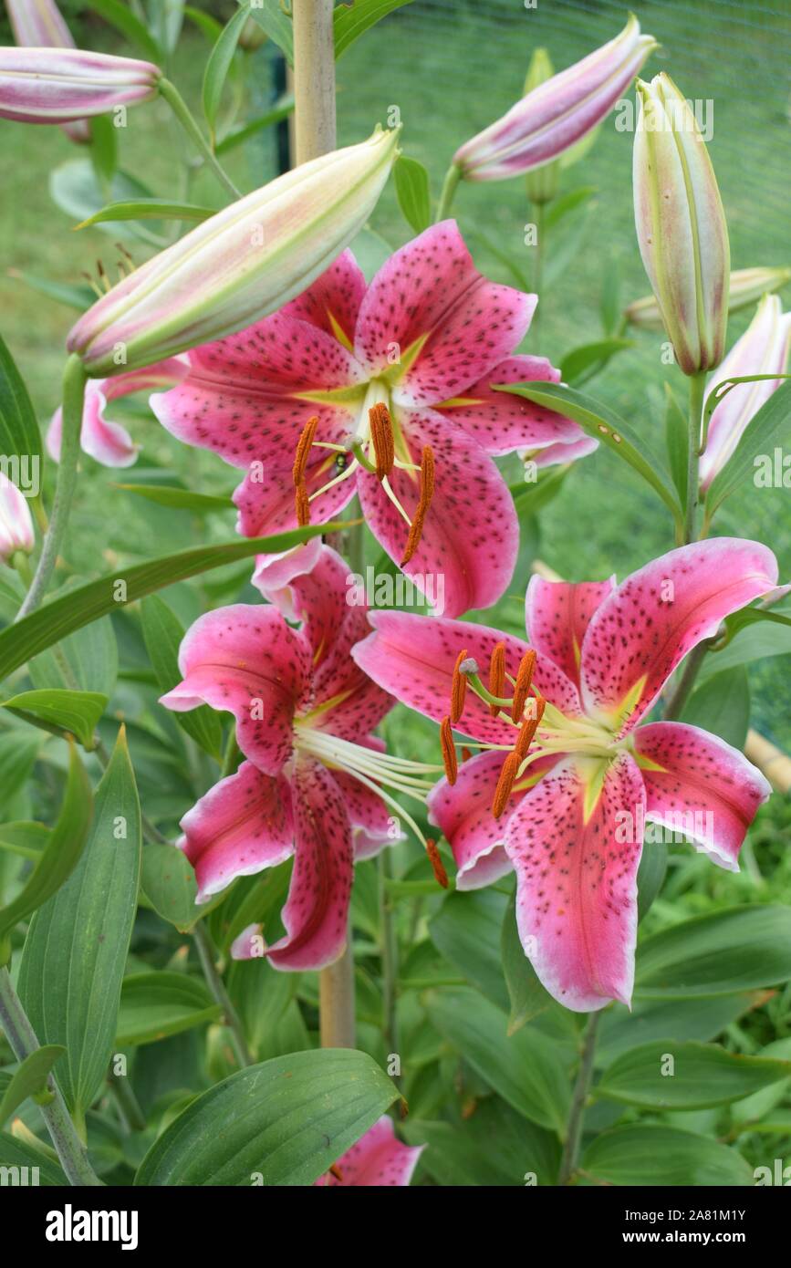 Pink lys hi-res stock photography and images - Alamy