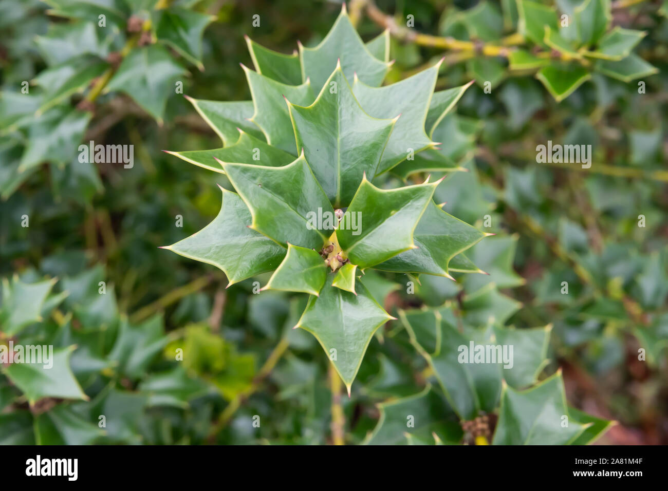 Living holly tree hi-res stock photography and images - Alamy