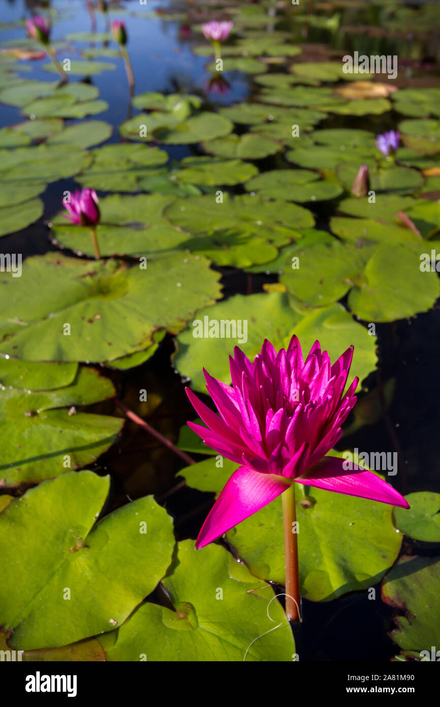 Magenta Water Lily - Versailles Gardens, Paradise Island, Bahamas Stock ...
