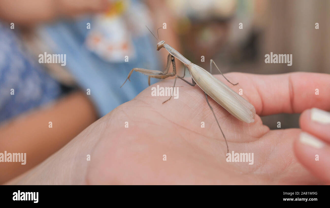 Hand mantis religiosa hi-res stock photography and images - Alamy