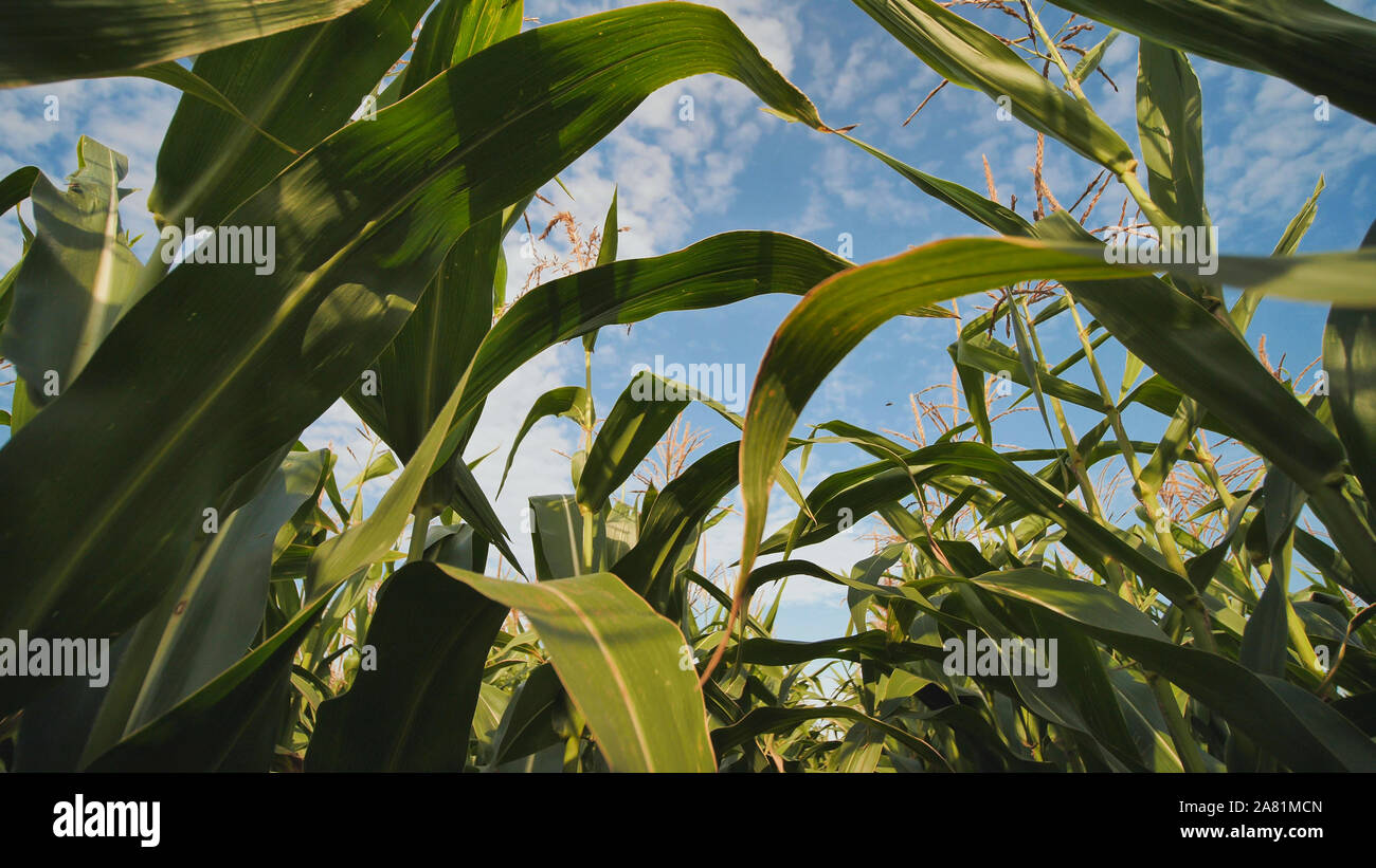 Leaves of corn growing in the field Stock Photo - Alamy