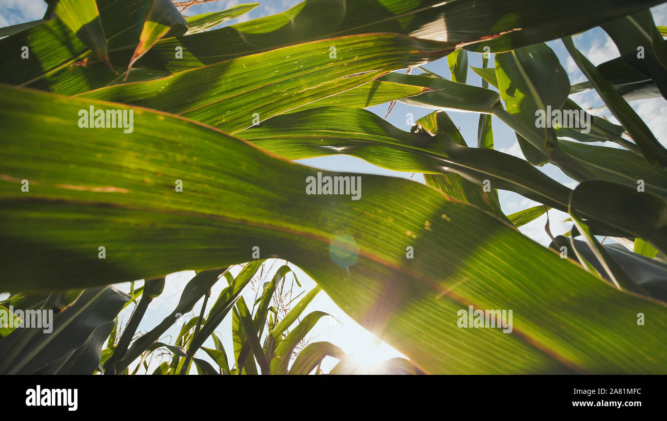 Leaves of corn growing in the field Stock Photo - Alamy