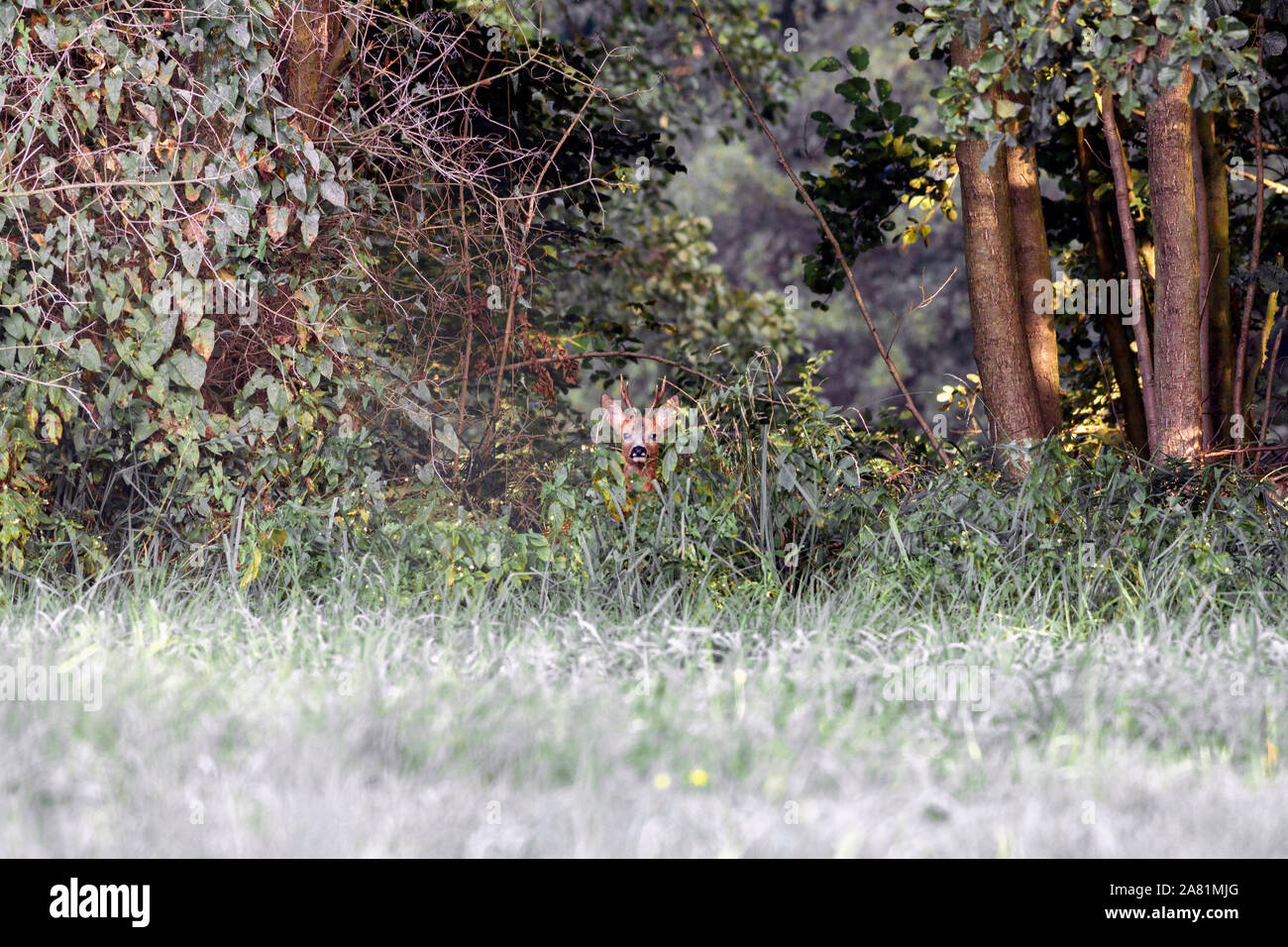 Hiding in bushes hi-res stock photography and images - Alamy