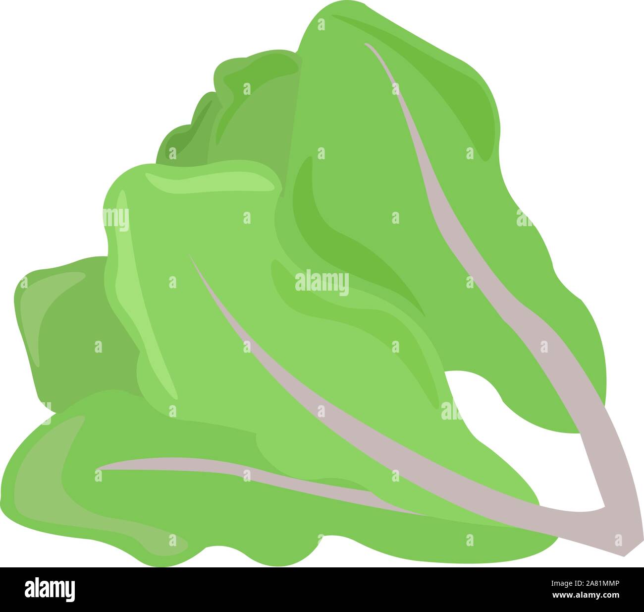 Lettuce, illustration, vector on white background Stock Vector Image ...