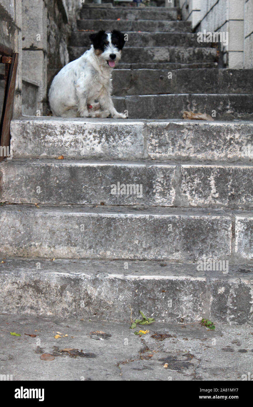 Dog by steps hi-res stock photography and images - Alamy