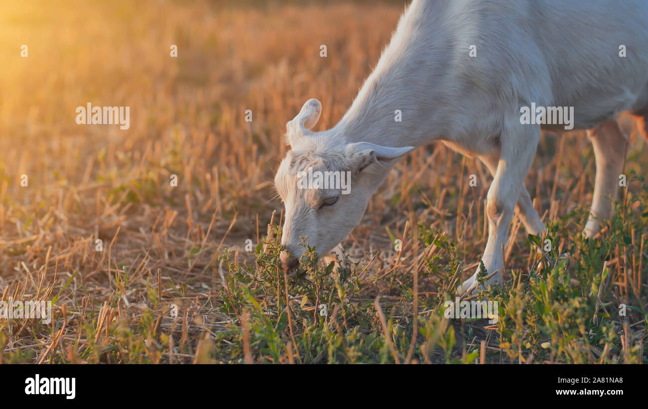 White goat eat grass hi-res stock photography and images - Alamy
