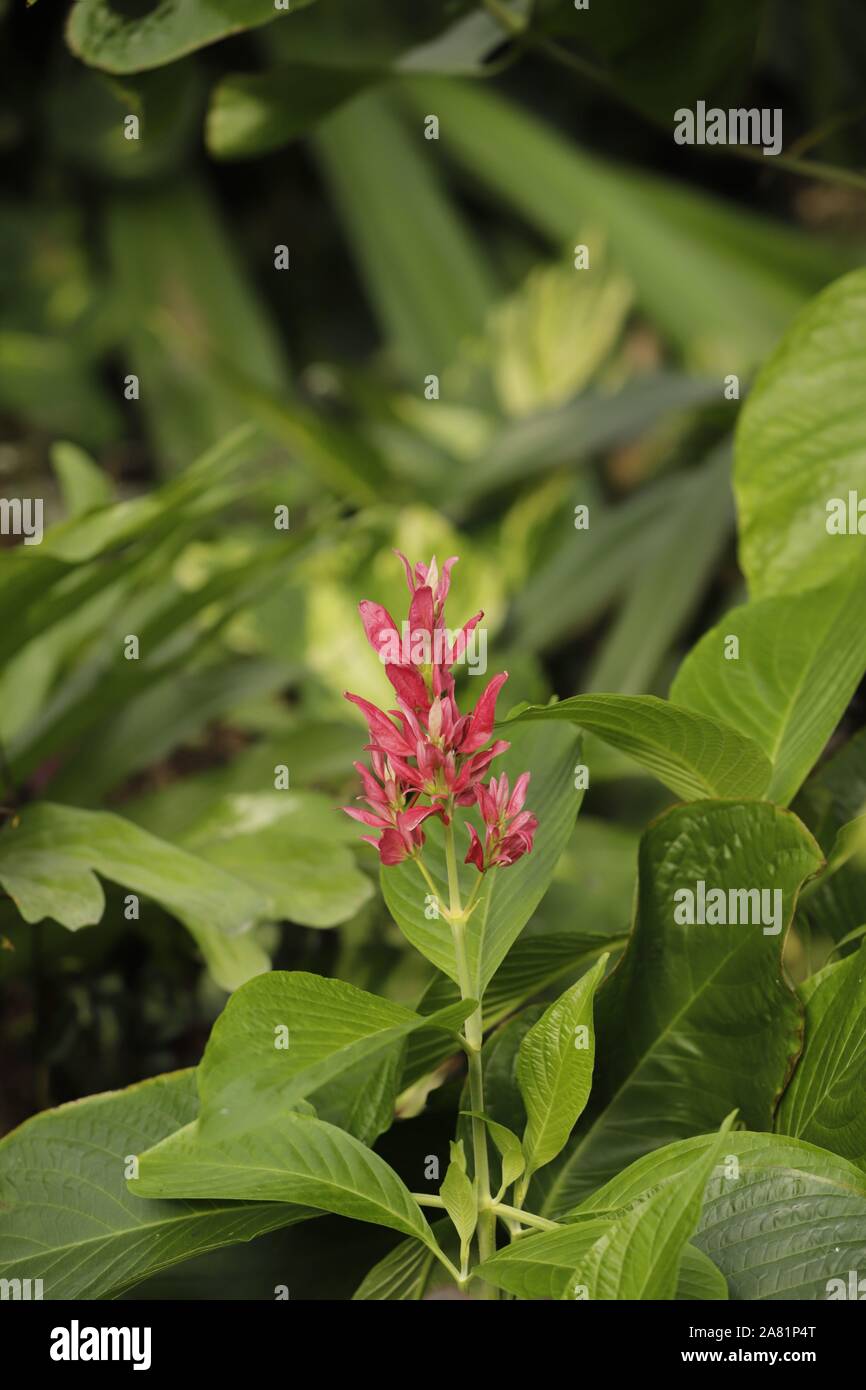 Pink torch flower of a tropical plant Stock Photo - Alamy