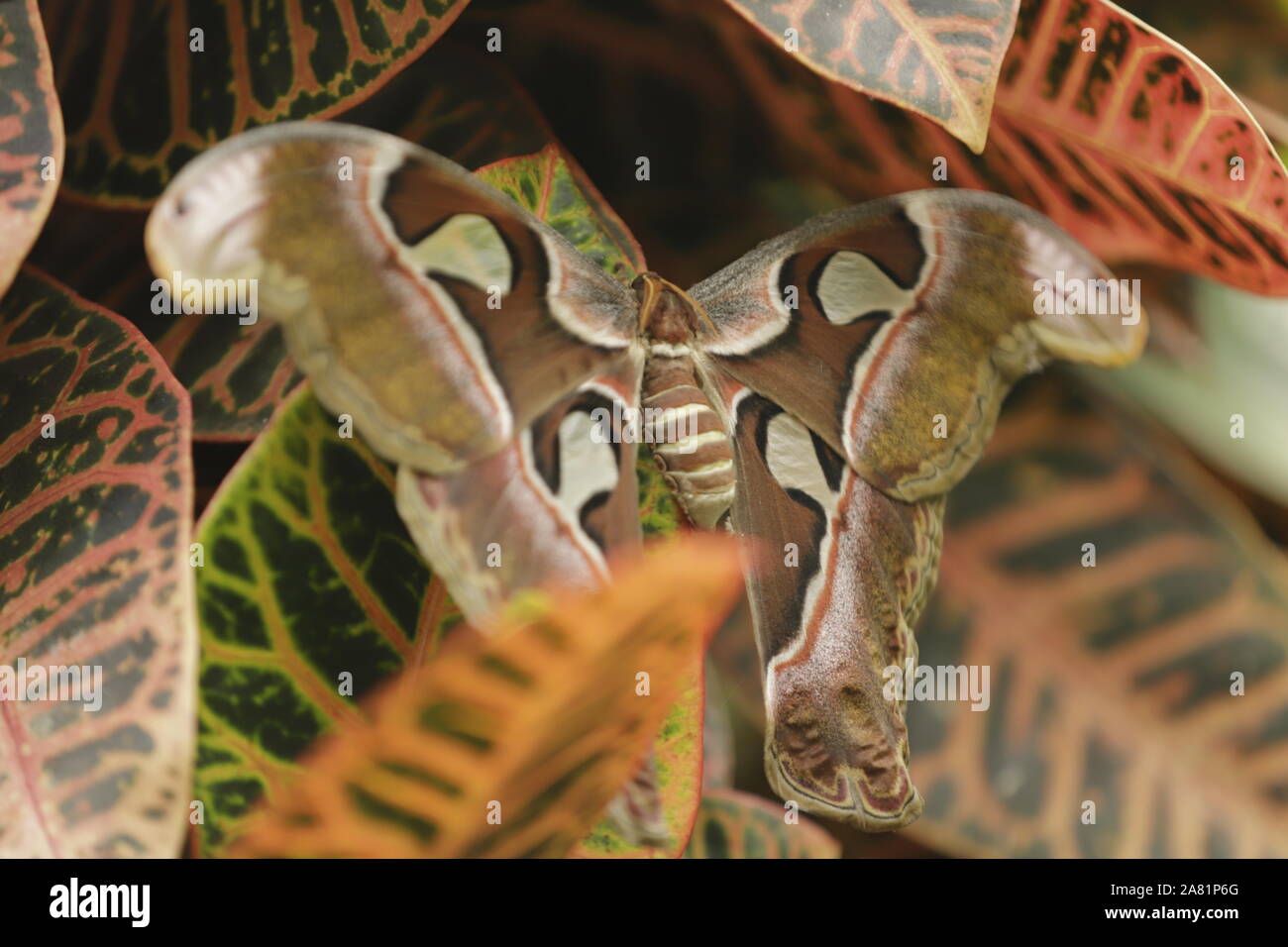 Attacus atlas butterfly or atlas butterfly is the biggest butterfly in ...