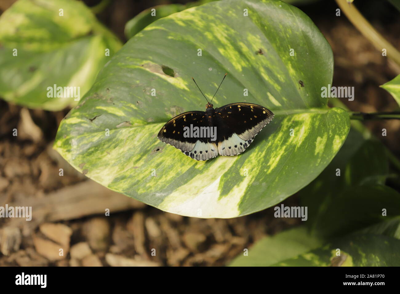 Dark archduke butterfly hi-res stock photography and images - Alamy