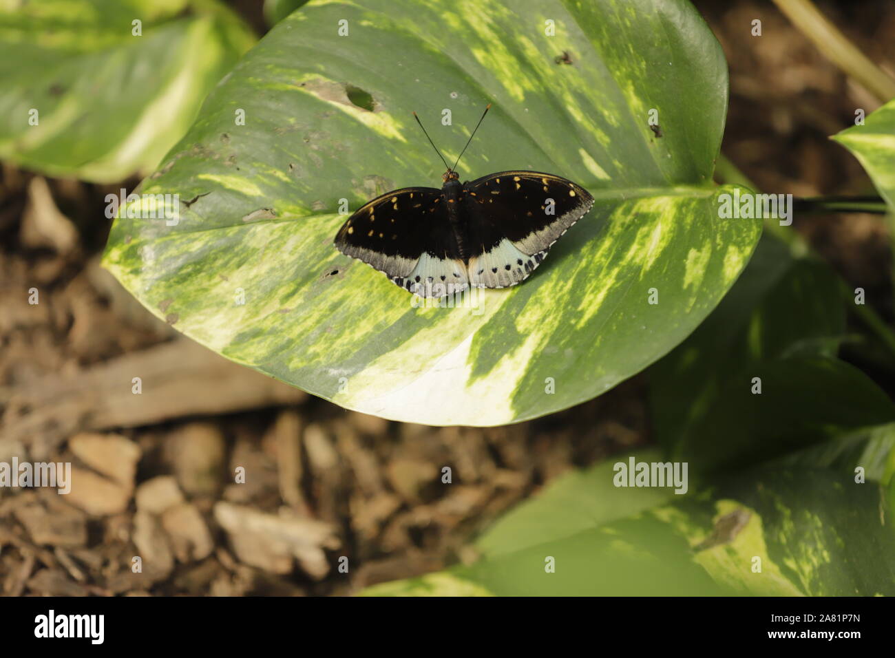 Lexias pardalis common archduke hi-res stock photography and images - Alamy
