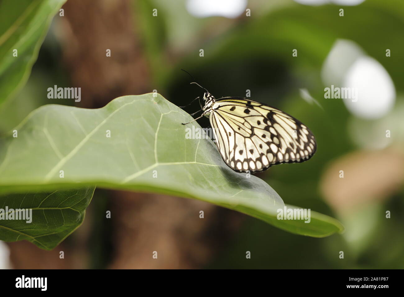 paper kite butterfly or Idea leuconoe Stock Photo - Alamy