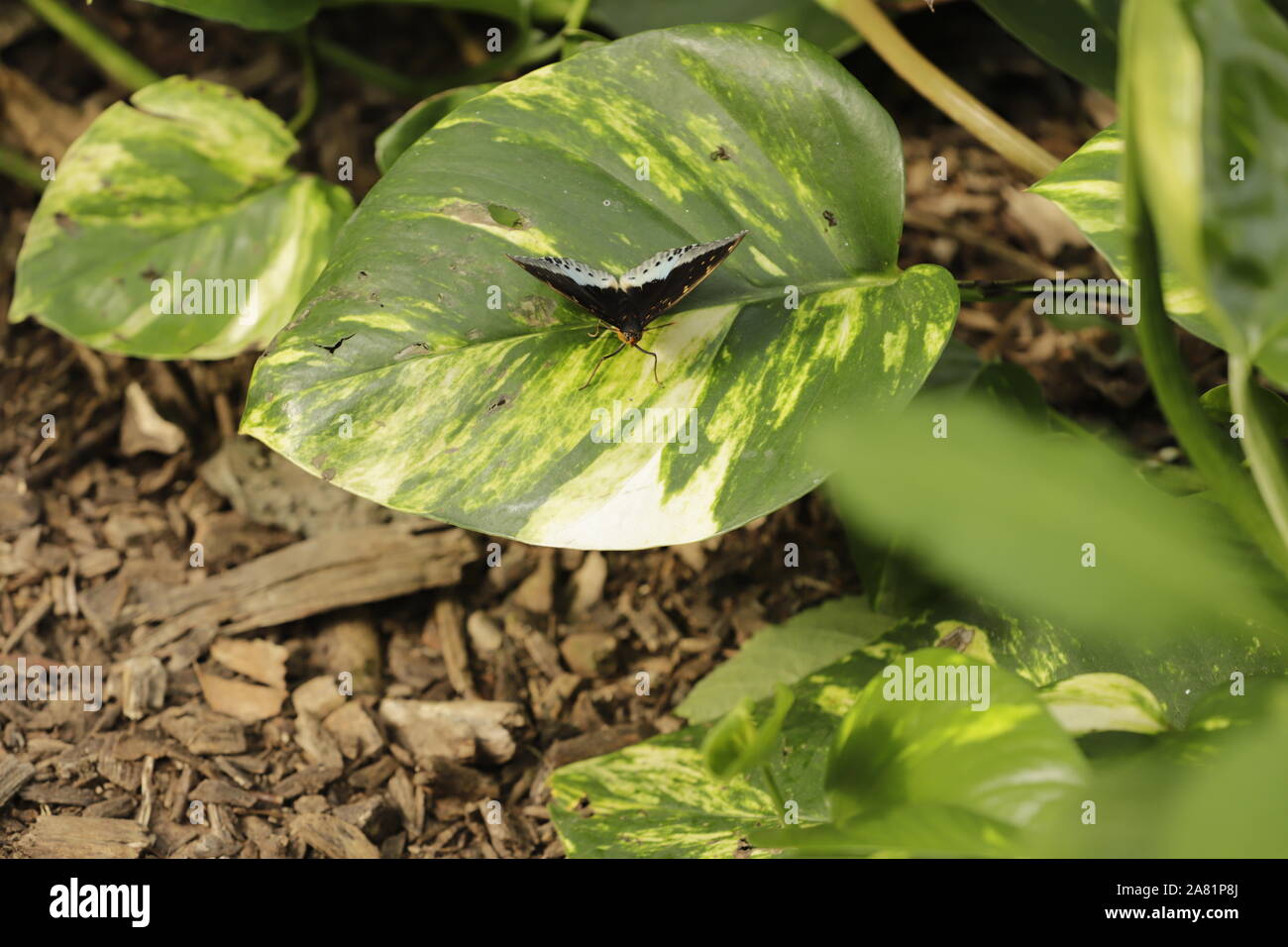 Lexius pardalis or common archduke butterfly, beautiful creatures by ...