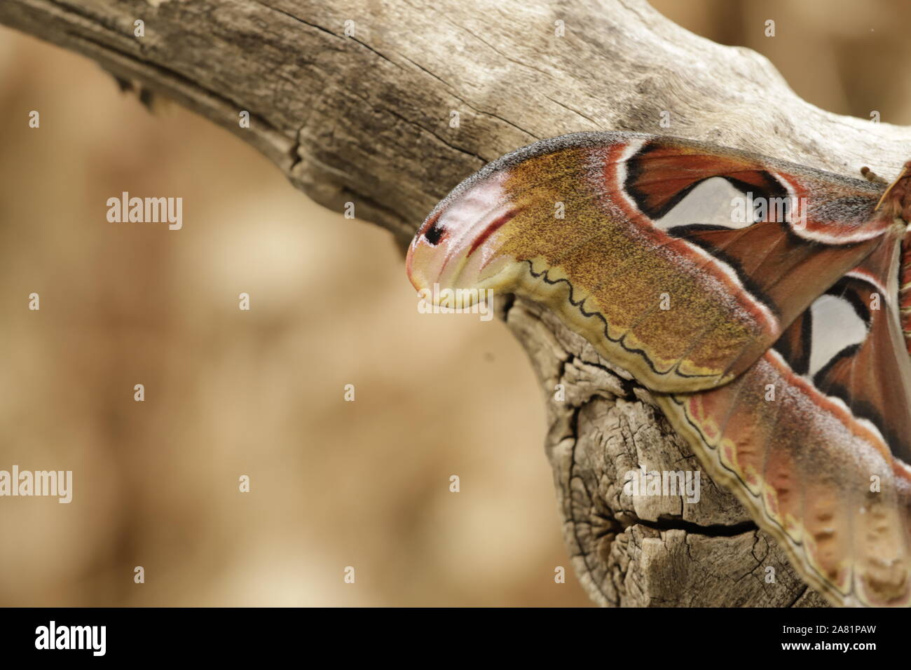 Attacus atlas butterfly or atlas butterfly is the biggest butterfly in ...
