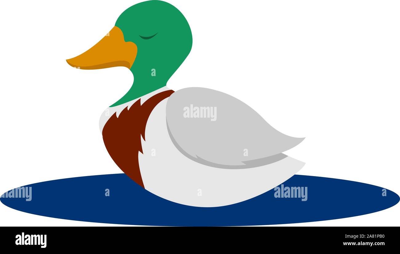 Wild duck, illustration, vector on white background Stock Vector Image ...