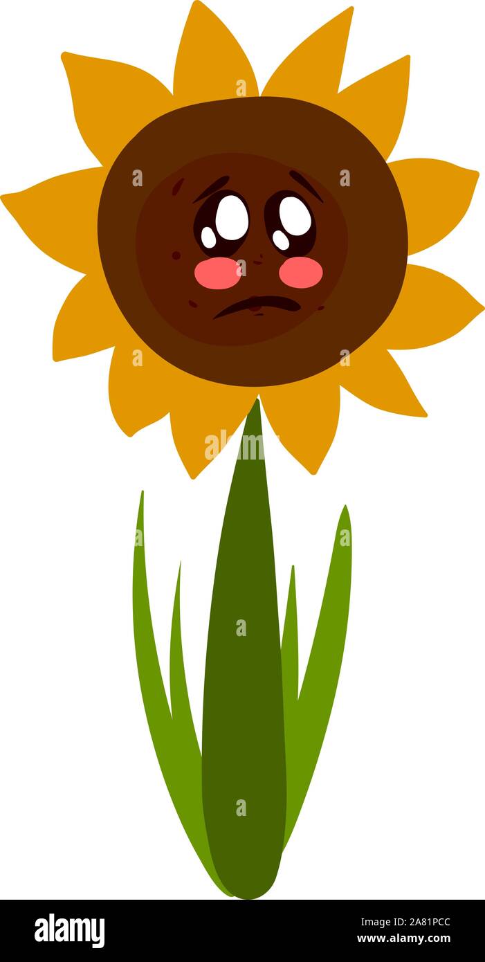 Sad sunflower, illustration, vector on white background Stock Vector ...
