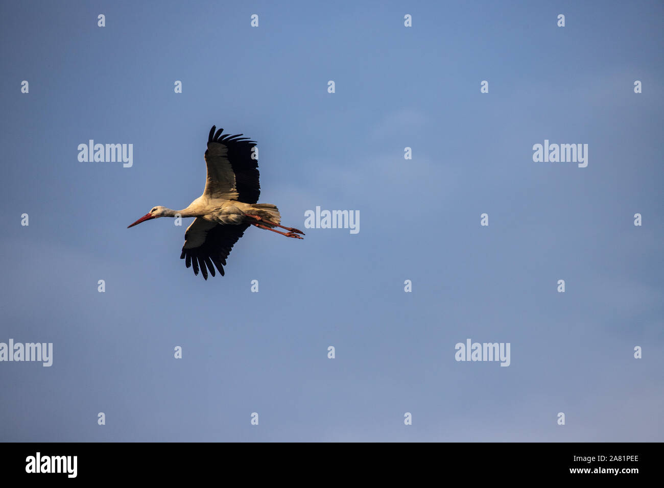 flying stork in blue sky Stock Photo - Alamy